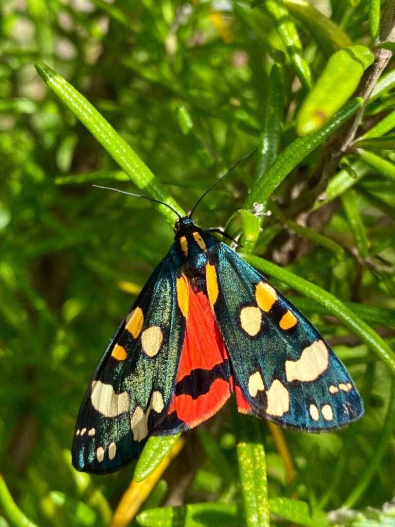 Five | Run.Spoon.Run